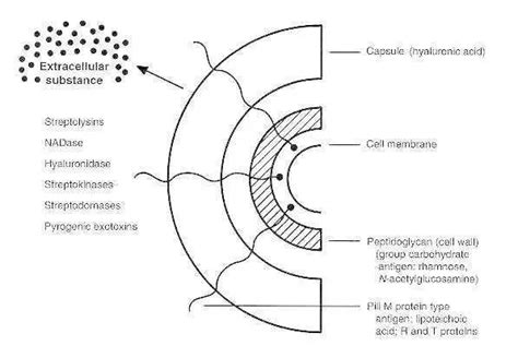 Streptococcus Bacteria Cell