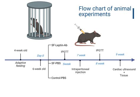Flow Chart Of Animal Experiments Biorender Science Templates