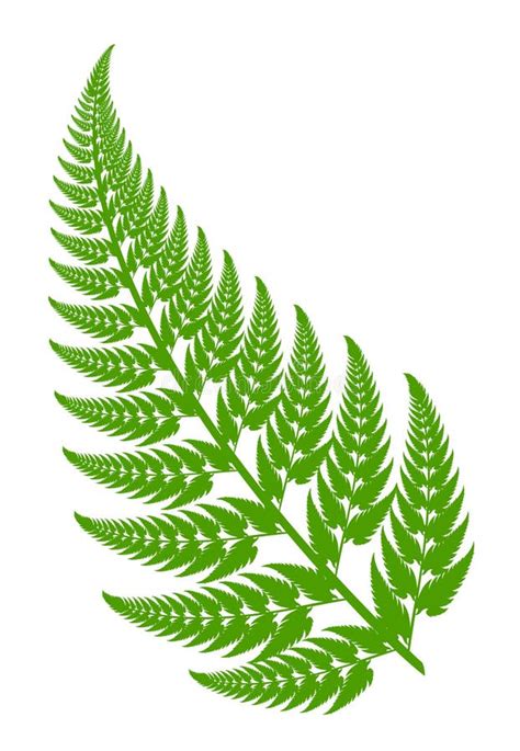 Fern Leaf Clip Art