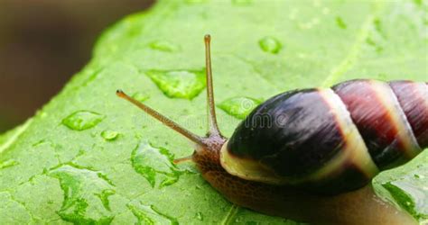 Close Up Of A Snail Slowly Creeping Stock Video Video Of Spiral Slow