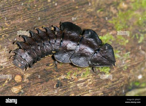 Trilobite Beetle Platerodrilus Sp Female From Danum Valley Sabah