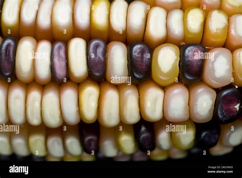 Native Maize Varieties Close Up Of Grains On A Native Maize Zea Mays Cob Grown In Oaxaca