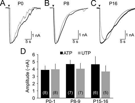 Cochlear Supporting Cells Remain Responsive To Atp Throughout Early