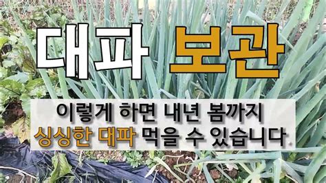대파 보관 이렇게 하면 내년 봄까지 싱싱한 대파 먹을 수 있습니다 대파 보관 대파 장기간 보관 방법 Youtube