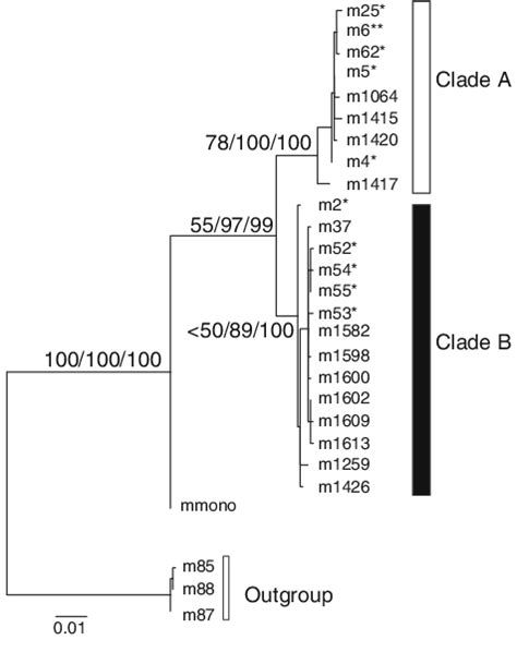 Maximum Likelihood Tree Based On Mitochondrial Genes The Numbers Download Scientific Diagram