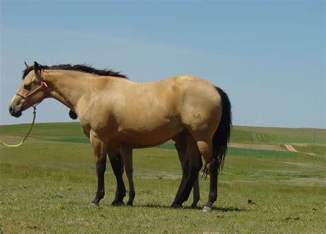 Lazy JS Ranch LJSR Schooner Lazy JS Ranch LJSR Schooner