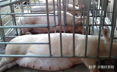 预警！8家猪企超600万头能繁母猪，250万头后备母猪，不容忽视！ 知乎