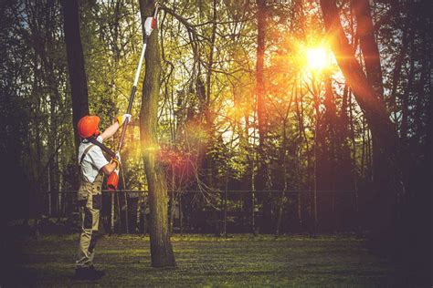 Tree Removal Company Houston Tx Houston Tree Service Team