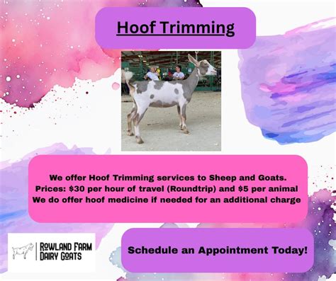 While Watching The National Jr Rowland Farm Dairy Goats Facebook