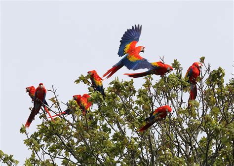 Bird Flu Biosecurity Measures To Protect Birds Paradise Park
