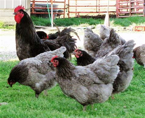 The Jersey Giant Chicken Backyard Poultry