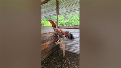 Qaib Qub Hnub Tshiab Qaib Qaibthaib Youtube