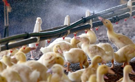 올 1분기 가축 오리 수 전년 比 25 ↑…소·돼지는 감소세 글로벌이코노믹