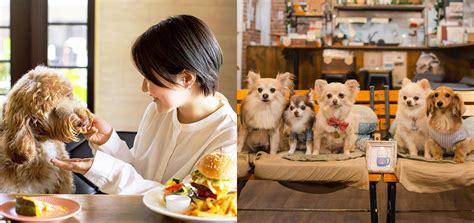 可愛いワンちゃんに会える沼津市の大型犬カフェと保護犬譲渡会のご紹介 ミニチュアピンシャーごん太の眼