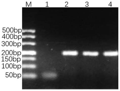 Kit Primer And Probe For Detecting Bovine Rotavirus Eureka Patsnap