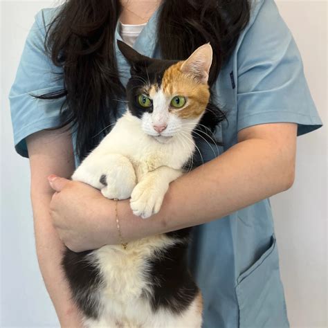 네코스토리 강아지입양 고양이입양 유기묘 유기견 길 고양이 아깽이 무료분양 무료입양 책임분양 보호 위탁 허위 X 네코스토리에서는 24 11 01 이후로 책임 비용을