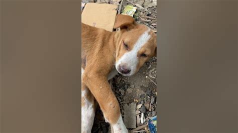 কুকুরের বাচ্চাটা এখন হেঁটে বেড়াছে Viralvideo Minivlog Youtube