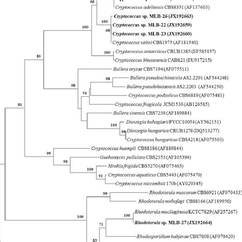Phylogenetic Tree Show The Present Yeasts Strains With Closely Related Download Scientific