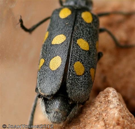 South African Photographs Blister Beetle Hycleus Lugens