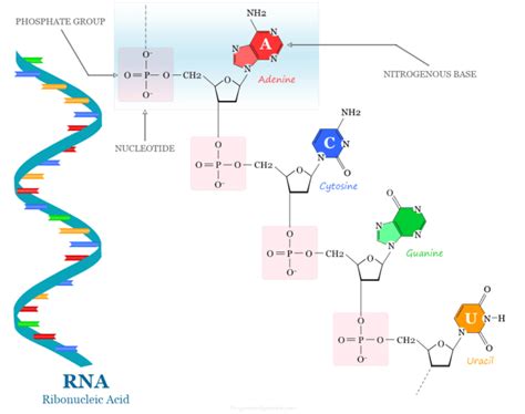 Nucleotide Dna And Rna Structure Synthesis