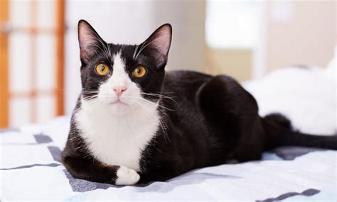 Tuxedo Cats Everything You Need To Know About These Well Dressed Felines