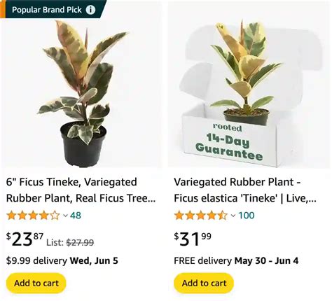 200 Ficus Varieties And Where To Buy Them