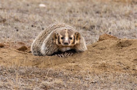 American Badger Ndow