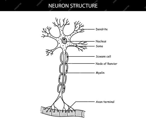 Premium Vector Anatomical Illustration Of A Neuron In Cartoon Style