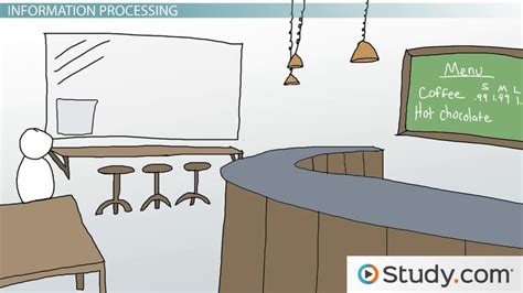 Memory And Information Processing In Adults Lesson Study Com