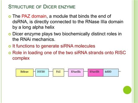 Rna Interference Pptx Programming Languages Computing