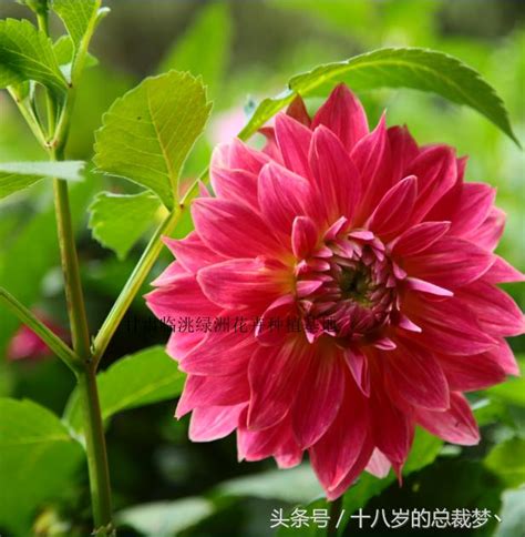 墨西哥的國花遼寧省的省花網友喊話原來是大麗花 每日頭條