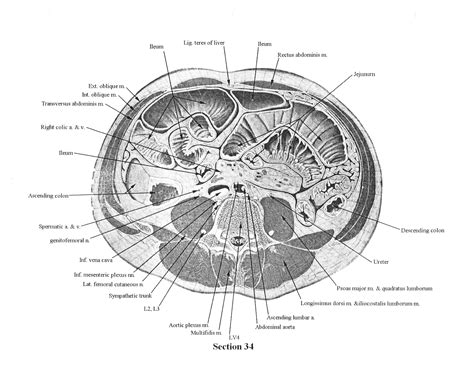 cross sectional human anatomy