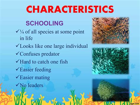 Class Actinopterygii And Class Sarcopterygii Pptx