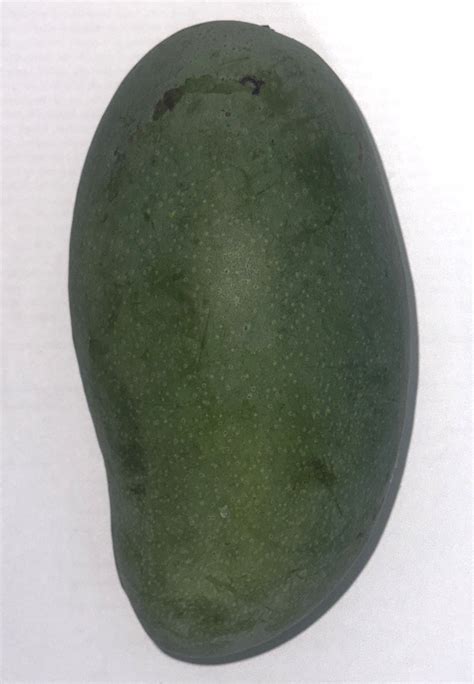 Mango Detection Object Detection Dataset And Pre Trained Model By