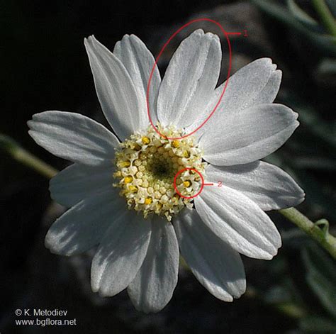 Семейство Сложноцветни цветна кошничка Българската флора онлайн