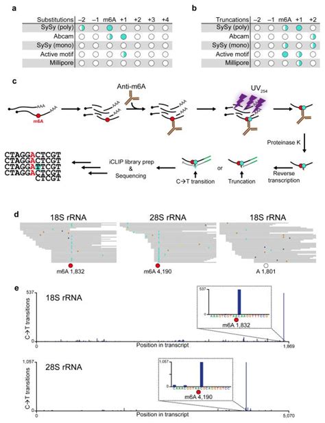 Single Nucleotide Resolution Mapping Of M6a And M6am Throughout The