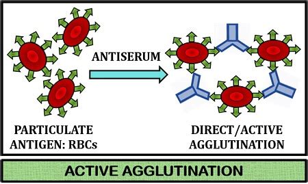 Agglutination Test Definition Types Uses Advantages D Vrogue Co