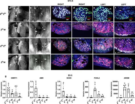 Primary Sex Determination In Birds Depends On Dmrt1 Dosage But Gonadal Sex Does Not Determine