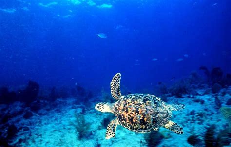 Hawksbill Sea Turtle Eretmochelys imbricata 매부리거북 대모거북 玳瑁 DISPLAY FULL IMAGE