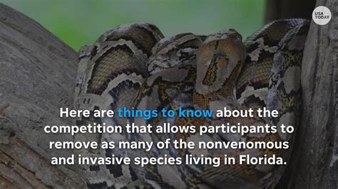 What Is The Florida Python Challenge 7 Things To Know