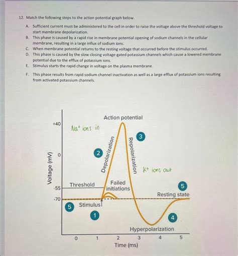 Solved Match The Follwing Steps To The Action Potential