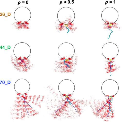Linker Dna Positional Distributions Restricted By Lh Binding Download Scientific Diagram