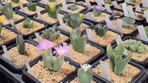 11월10일 청주 박람회 2부 란다육😛 Youtube