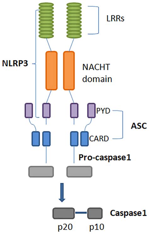 Structure Of The Nlrp3 Inflammasome Its Activation Leads To