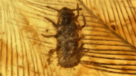 Amber Containing Dinosaur Feathers Also Carried 99 Million Year Old Lice Abc News