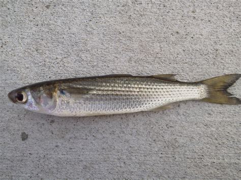 ボラ 2014 04 04 WEB魚図鑑