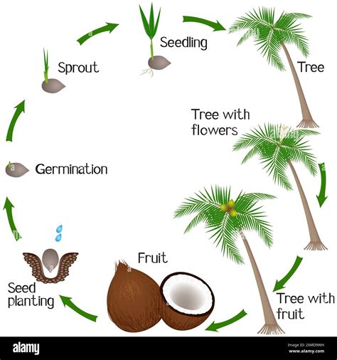 Coconut Palm Tree Parts