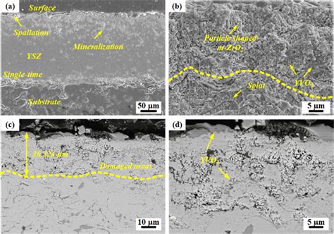 Cross Section Morphologies Of Single Time Lmged Coatings After The Hot