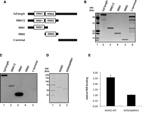 Nono Binds Par Through Its N Terminal Rna Recognition Motif 1 Rrm1 Download Scientific