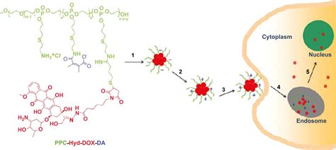 Drug Formulation Process Semantic Scholar